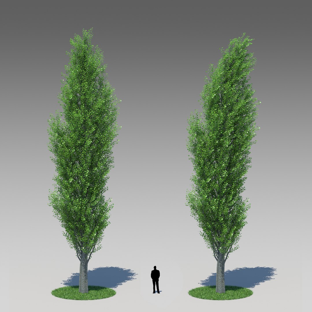 3d Model Populus Nigra Poplar Tree