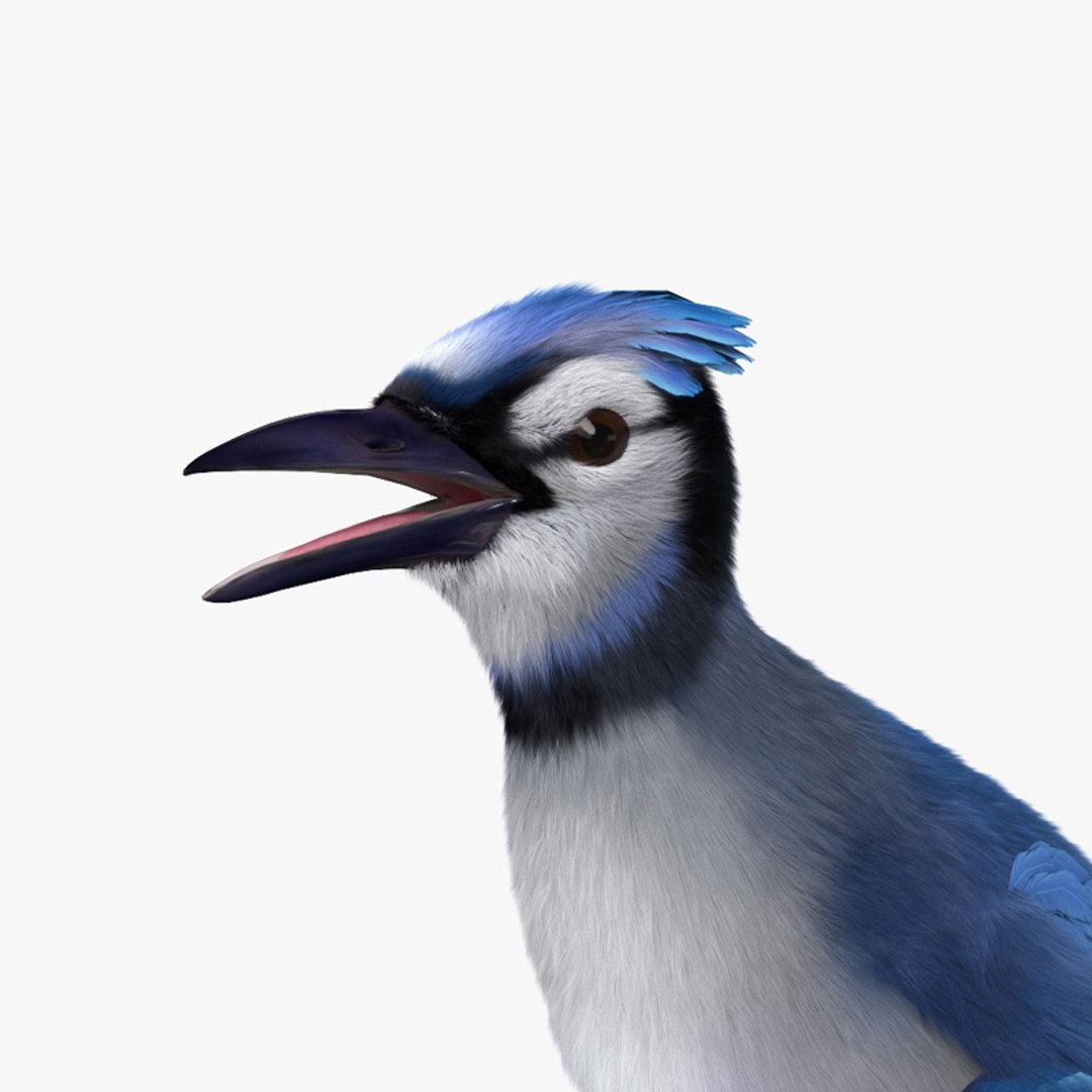 Blue Jay HD Model - TurboSquid 1988016