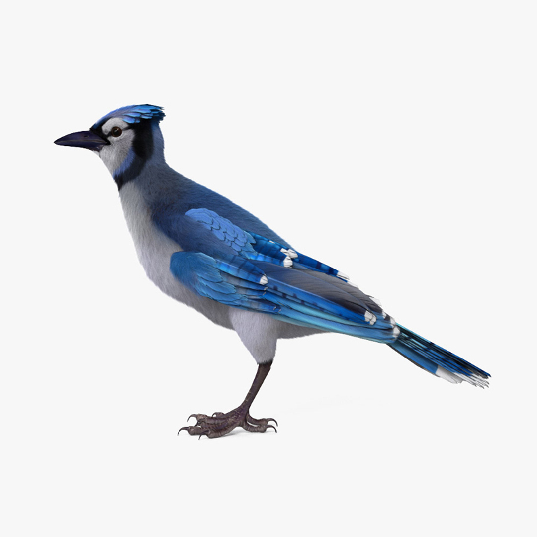 Blue Jay HD model - TurboSquid 1988016