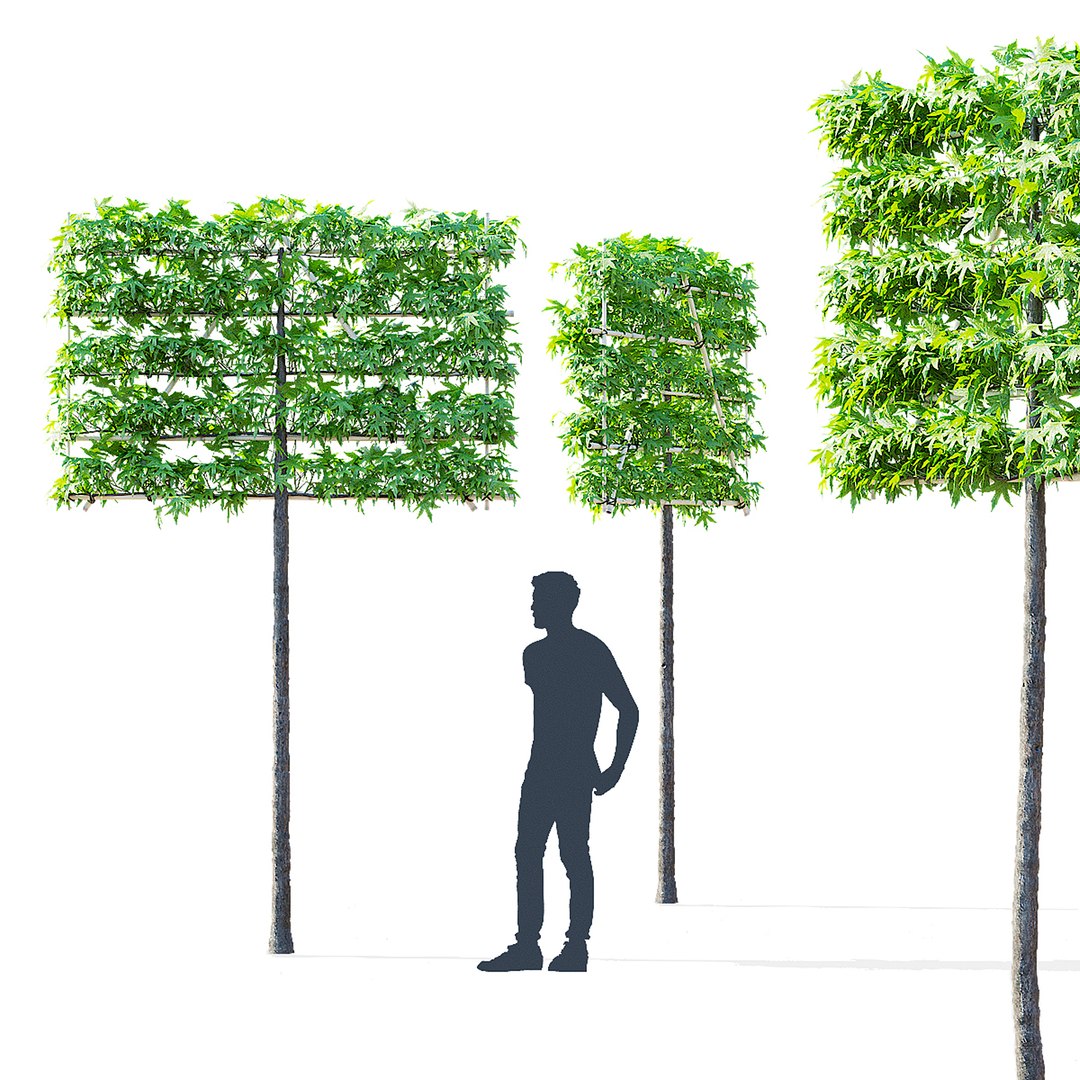 Liquidambar Spalier Trees 3D Model - TurboSquid 2214105