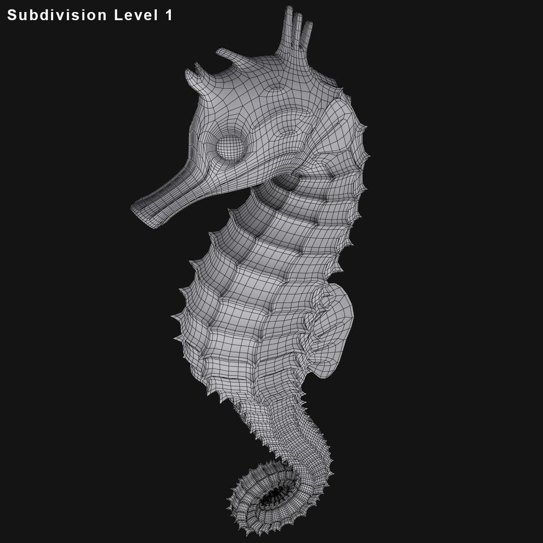 3D Realistic Seahorse Bones Animation Model - TurboSquid 1160693