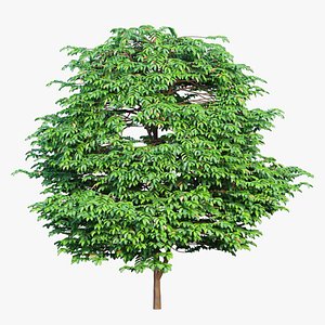 Rhino Tree Models | TurboSquid