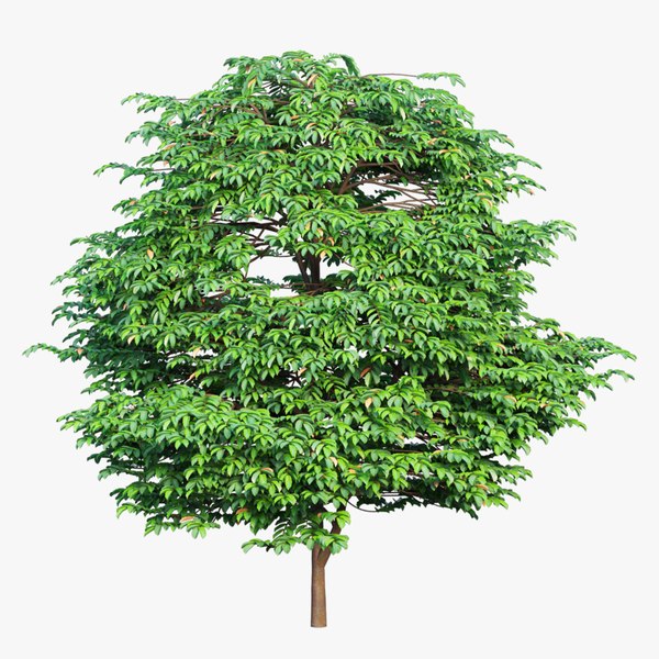 Rhino Tree Models | TurboSquid