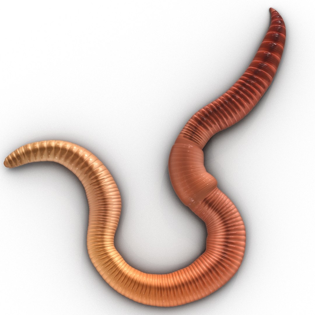 3d Model Earth Worm Pose 2