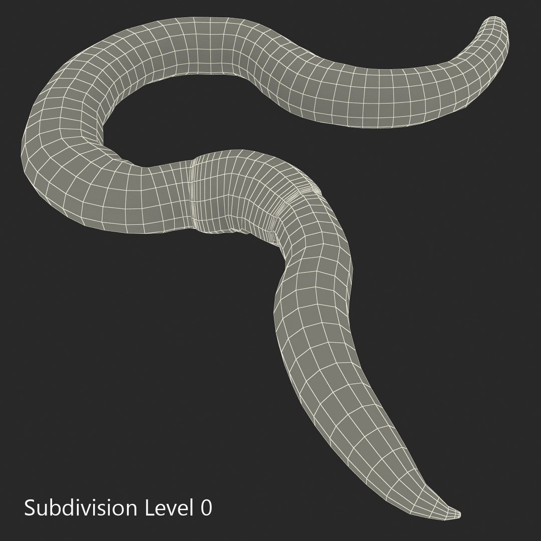 3d Model Earth Worm Pose 2