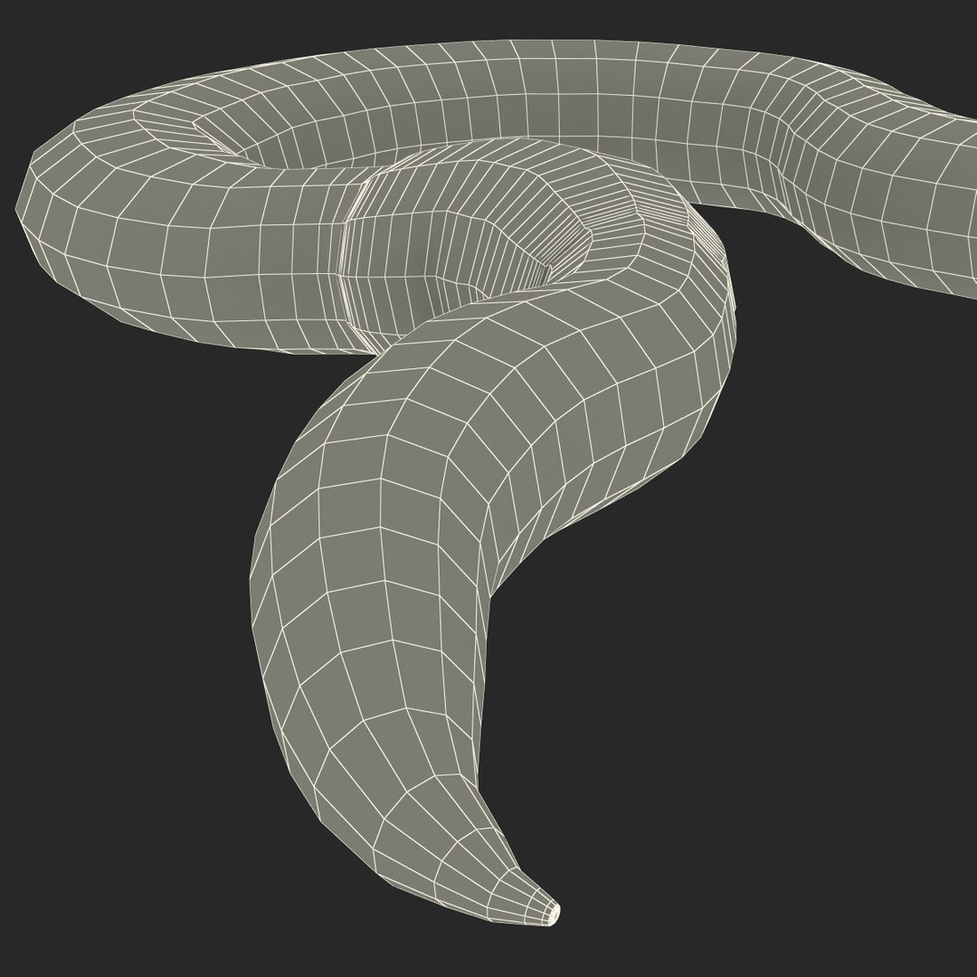 3d Model Earth Worm Pose 2