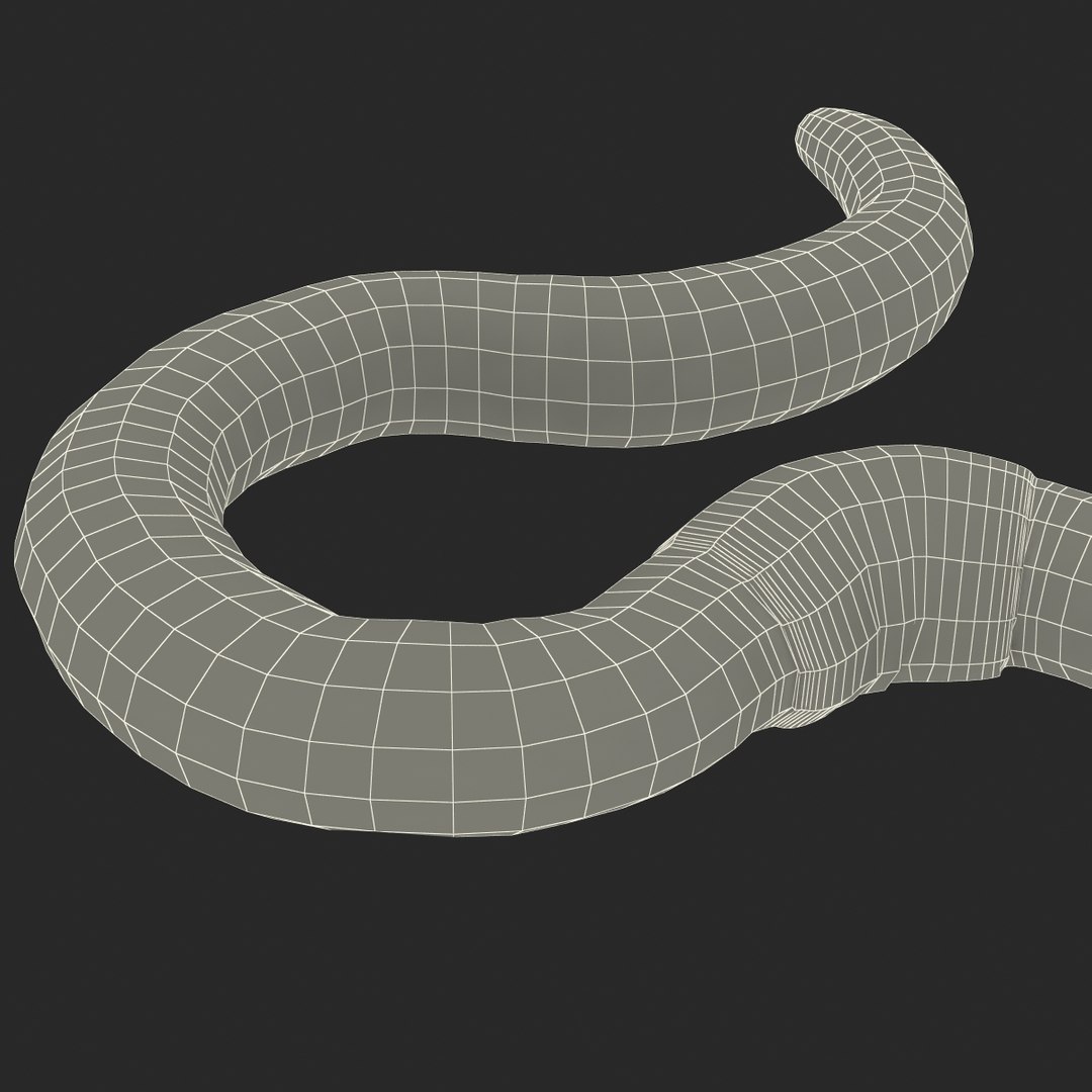 3d Model Earth Worm Pose 2