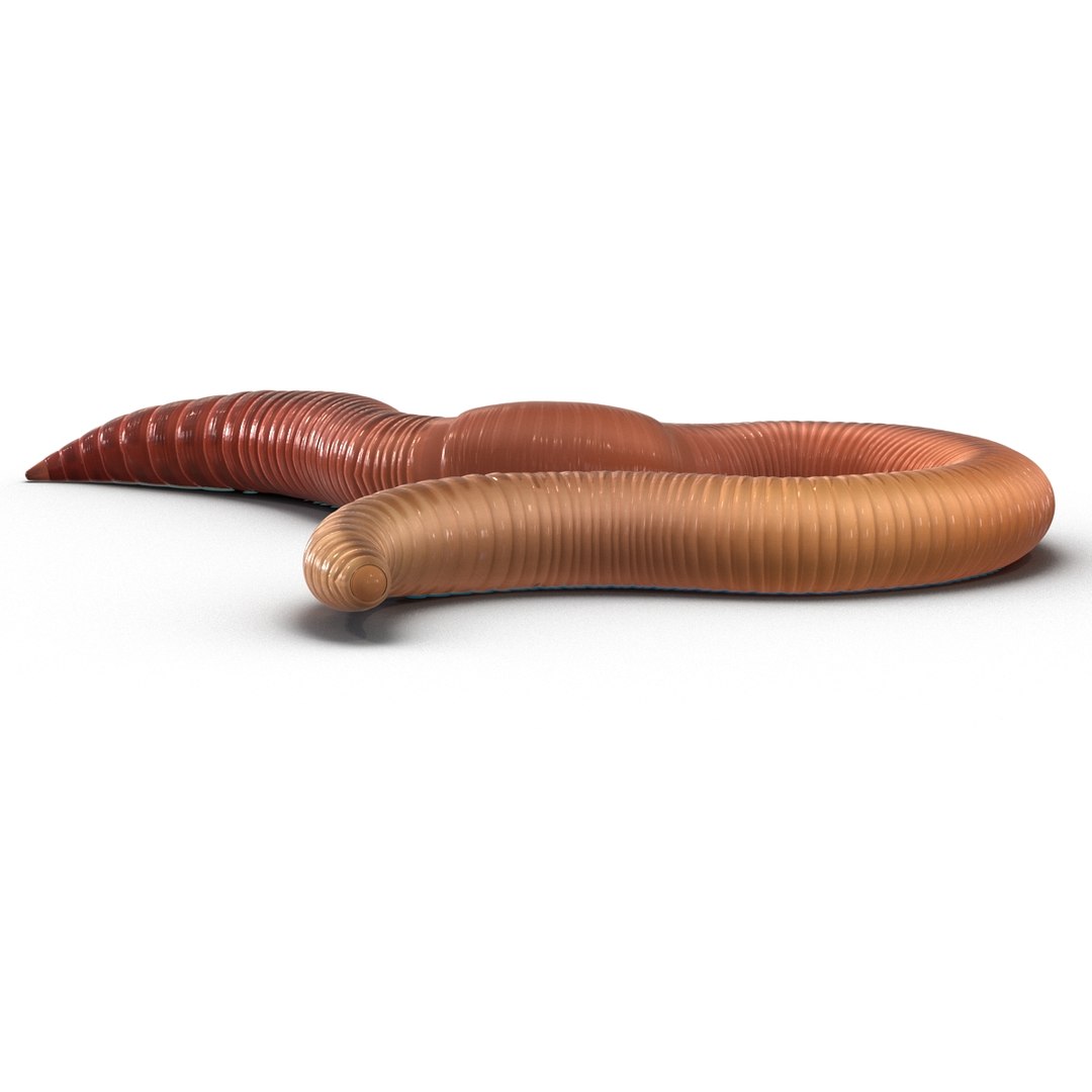 3d Model Earth Worm Pose 2