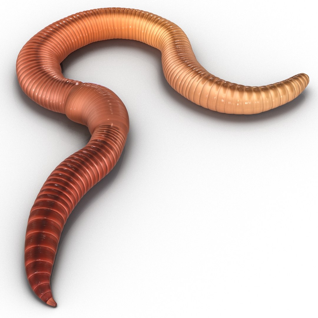 3d Model Earth Worm Pose 2