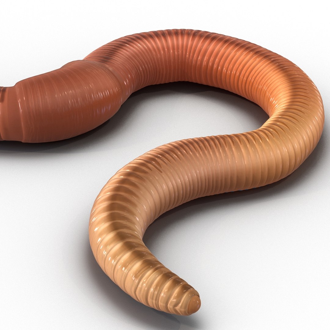 3d Model Earth Worm Pose 2