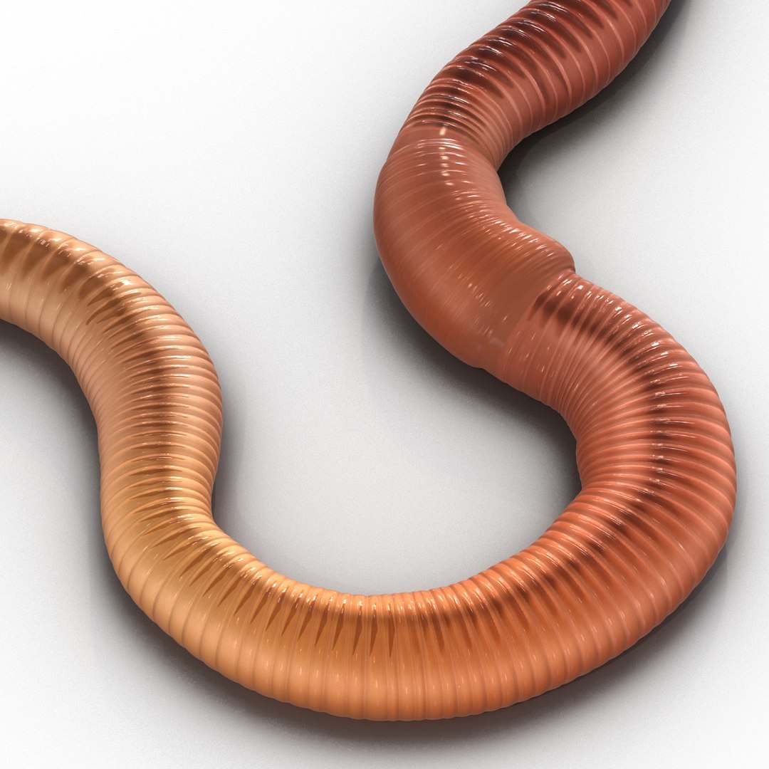3d Model Earth Worm Pose 2