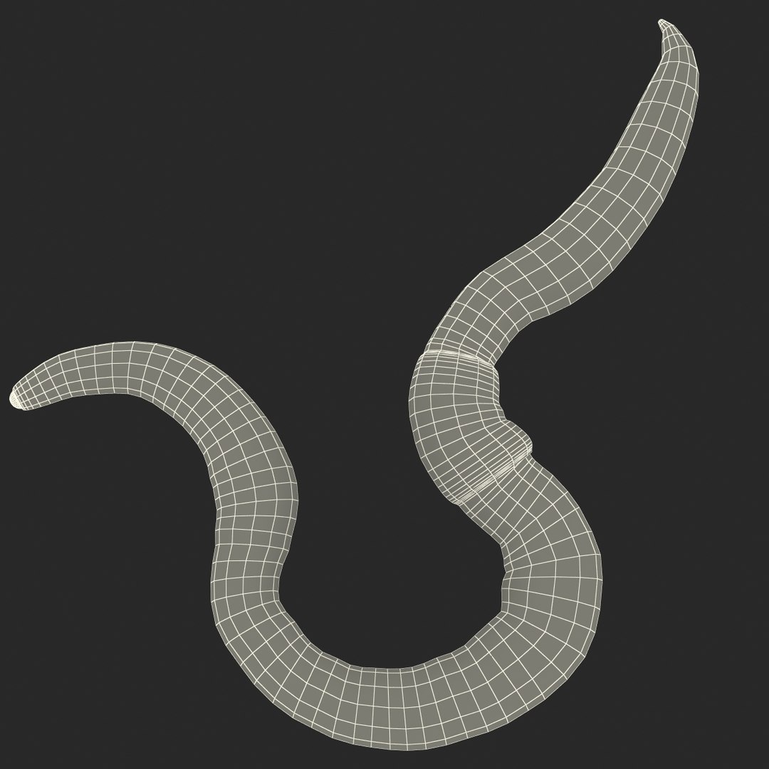 3d Model Earth Worm Pose 2