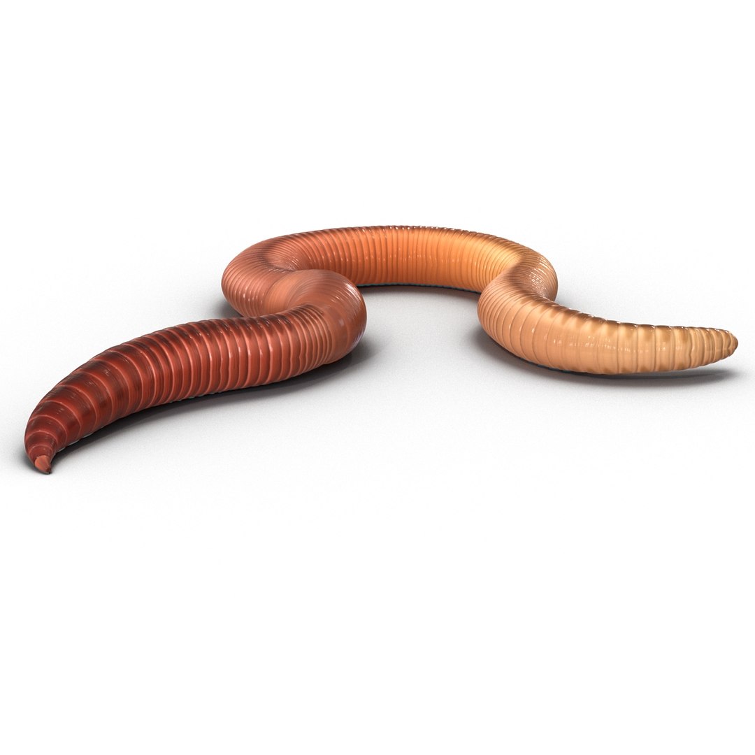 3d Model Earth Worm Pose 2