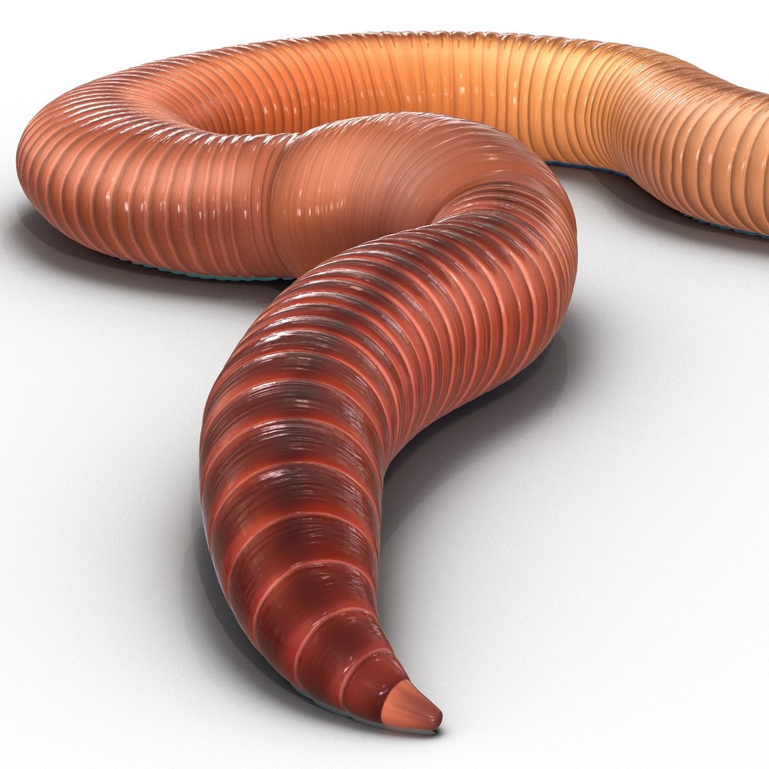 3d Model Earth Worm Pose 2