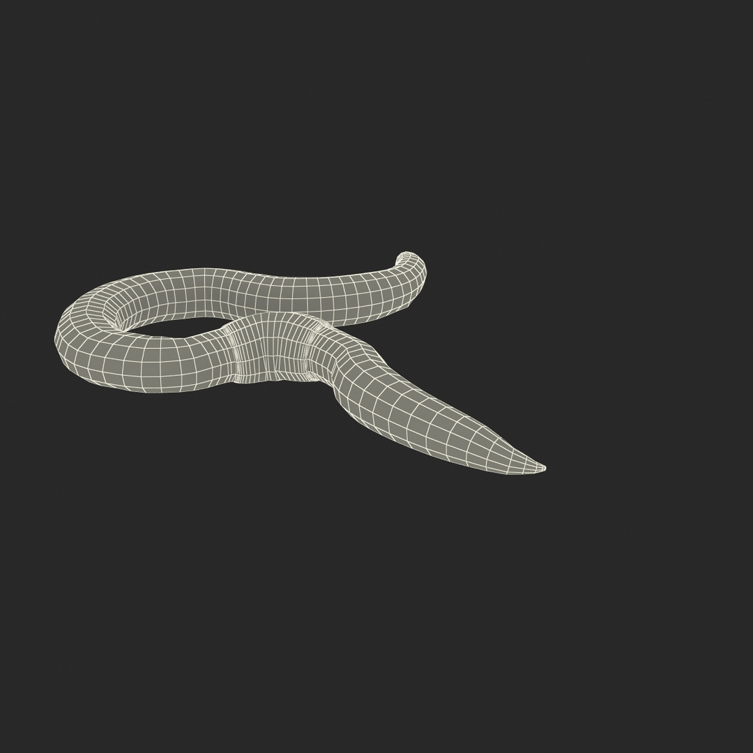 3d Model Earth Worm Pose 2