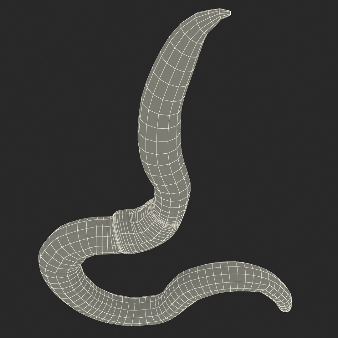 3d Model Earth Worm Pose 2