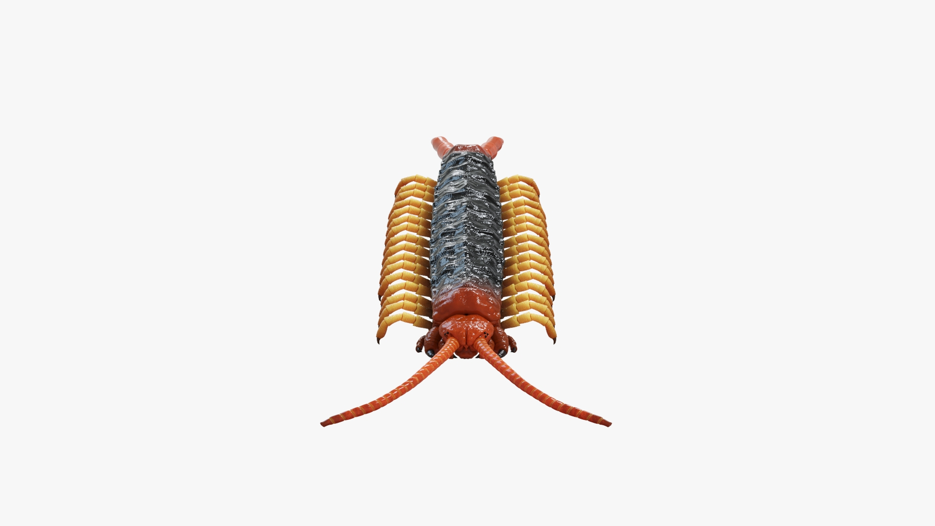 3D Centipede Static - TurboSquid 1968031