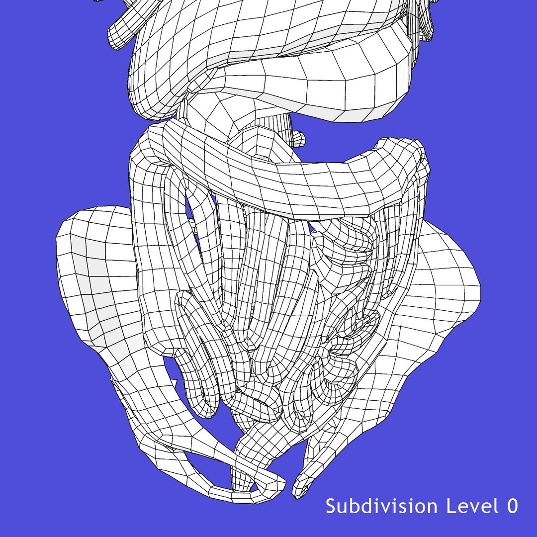 Anatomy Study Torso 3d Ma