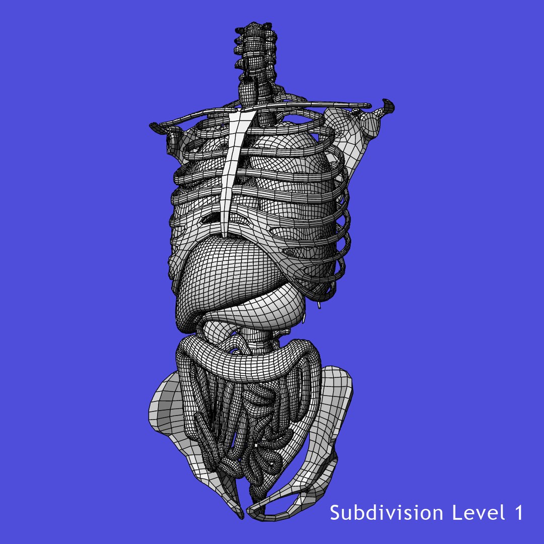Anatomy Study Torso 3d Ma