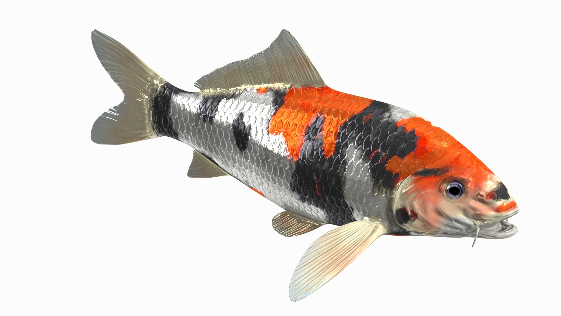 3D Harivake Koi Fish Rigged For Maya - TurboSquid 2145613