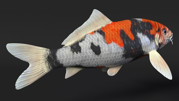 modelo 3d Pez Harivake Koi preparado para Maya - TurboSquid 2145613
