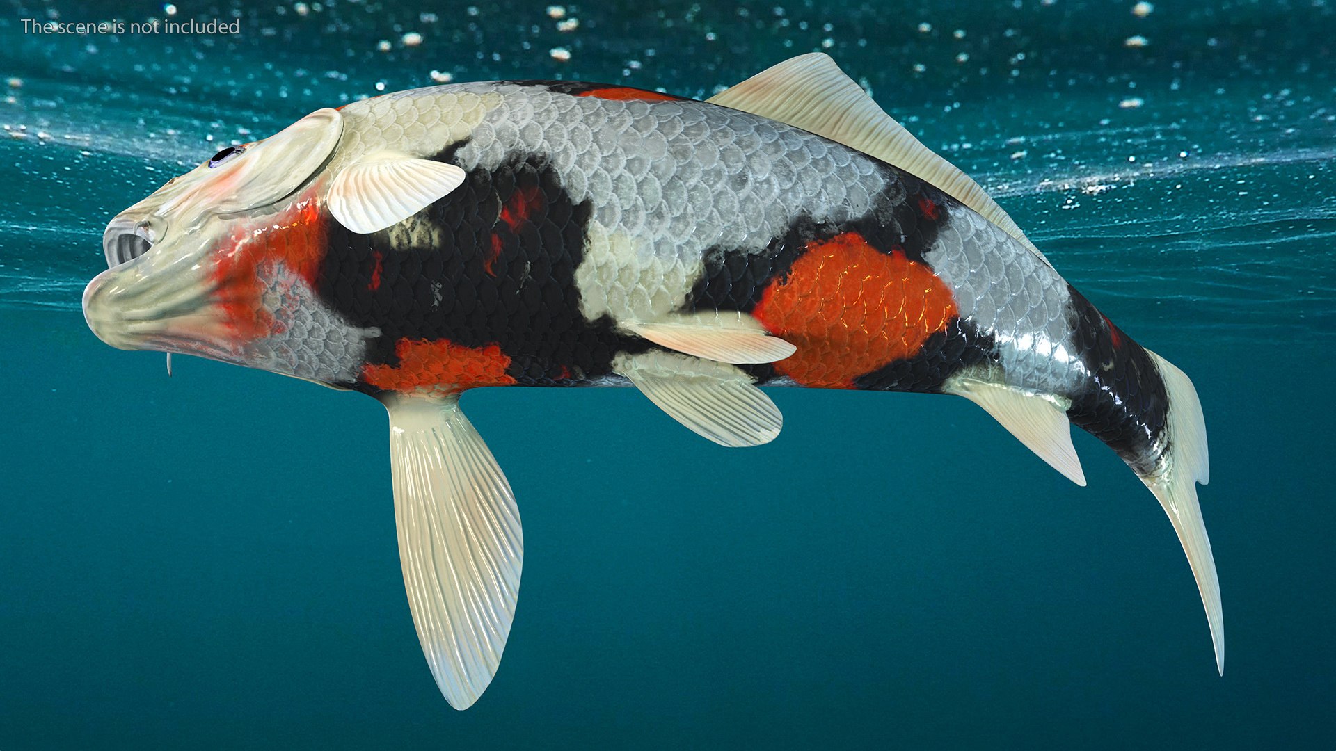 3D Harivake Koi Fish Rigged For Maya - TurboSquid 2145613