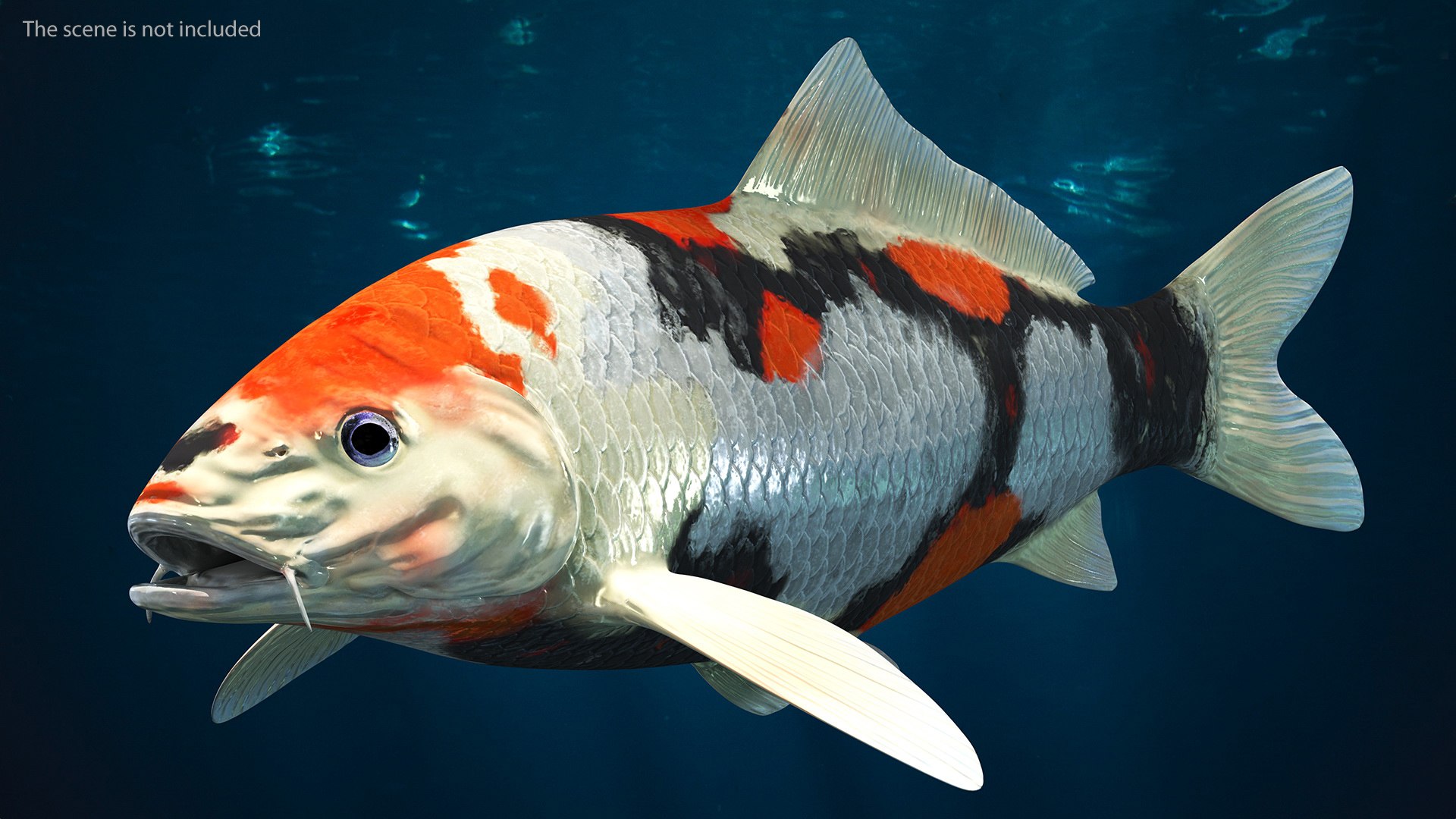 3D Harivake Koi Fish Rigged For Maya - TurboSquid 2145613