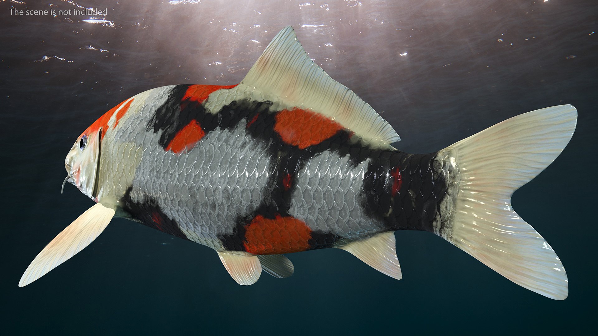 3D Harivake Koi Fish Rigged For Maya - TurboSquid 2145613
