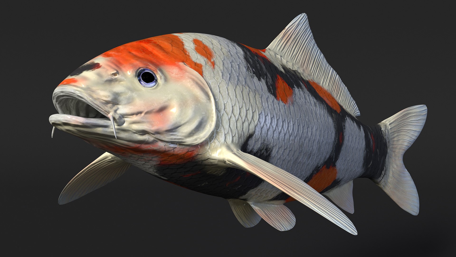 3D Harivake Koi Fish Rigged For Maya - TurboSquid 2145613