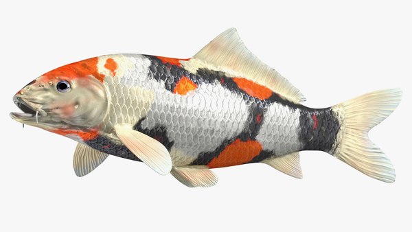 modelo 3d Pez Harivake Koi preparado para Maya - TurboSquid 2145613