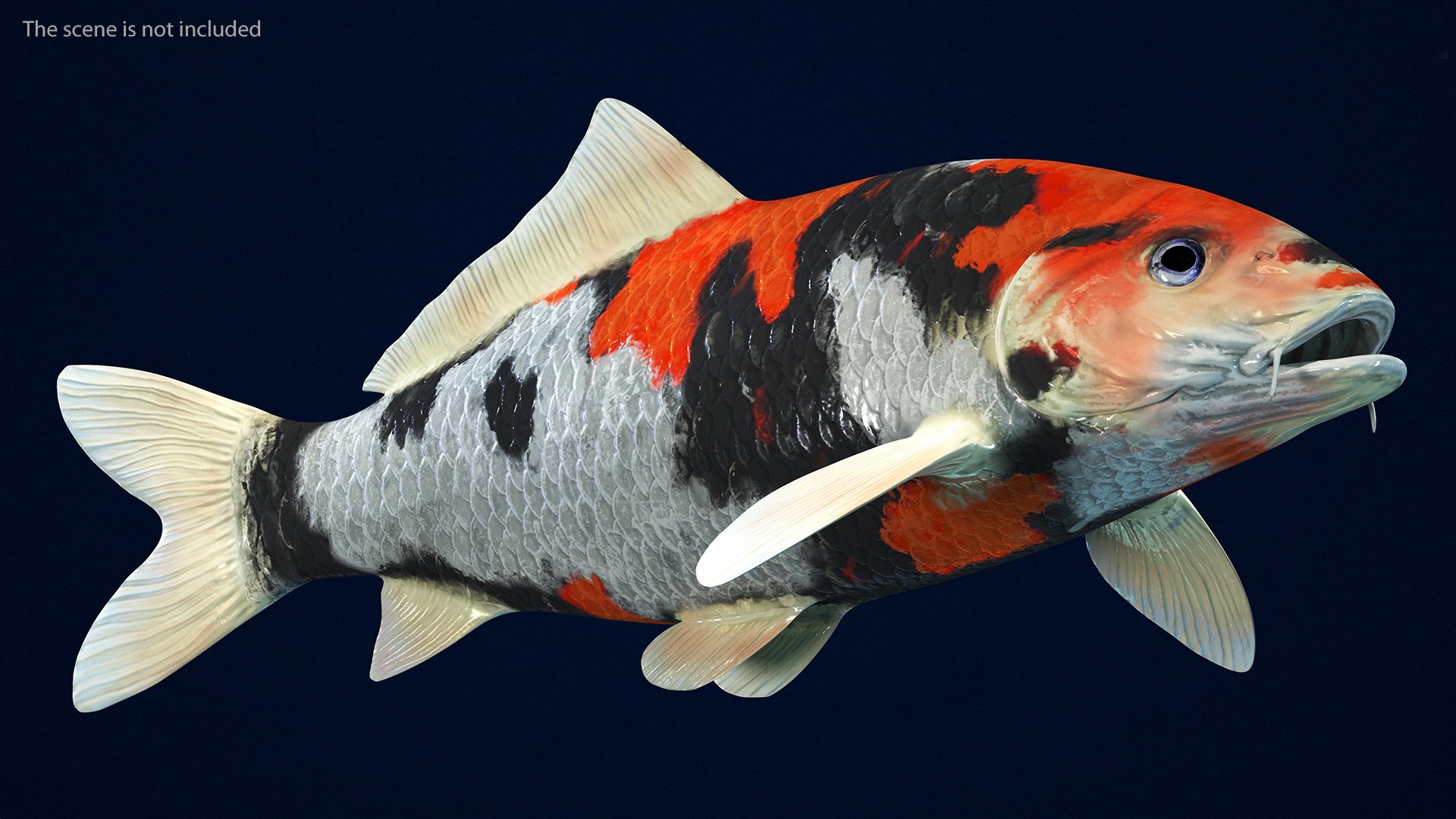 3D Harivake Koi Fish Rigged For Maya - TurboSquid 2145613