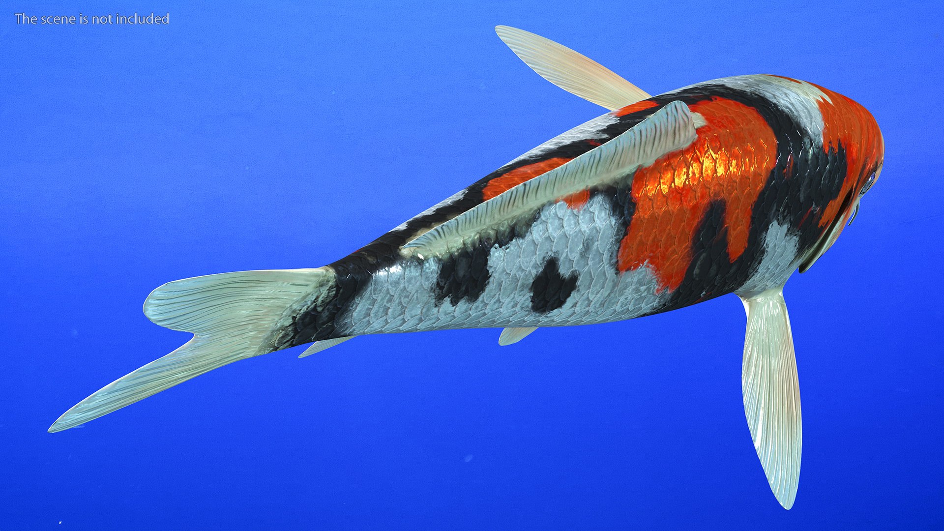 3D Harivake Koi Fish Rigged For Maya - TurboSquid 2145613
