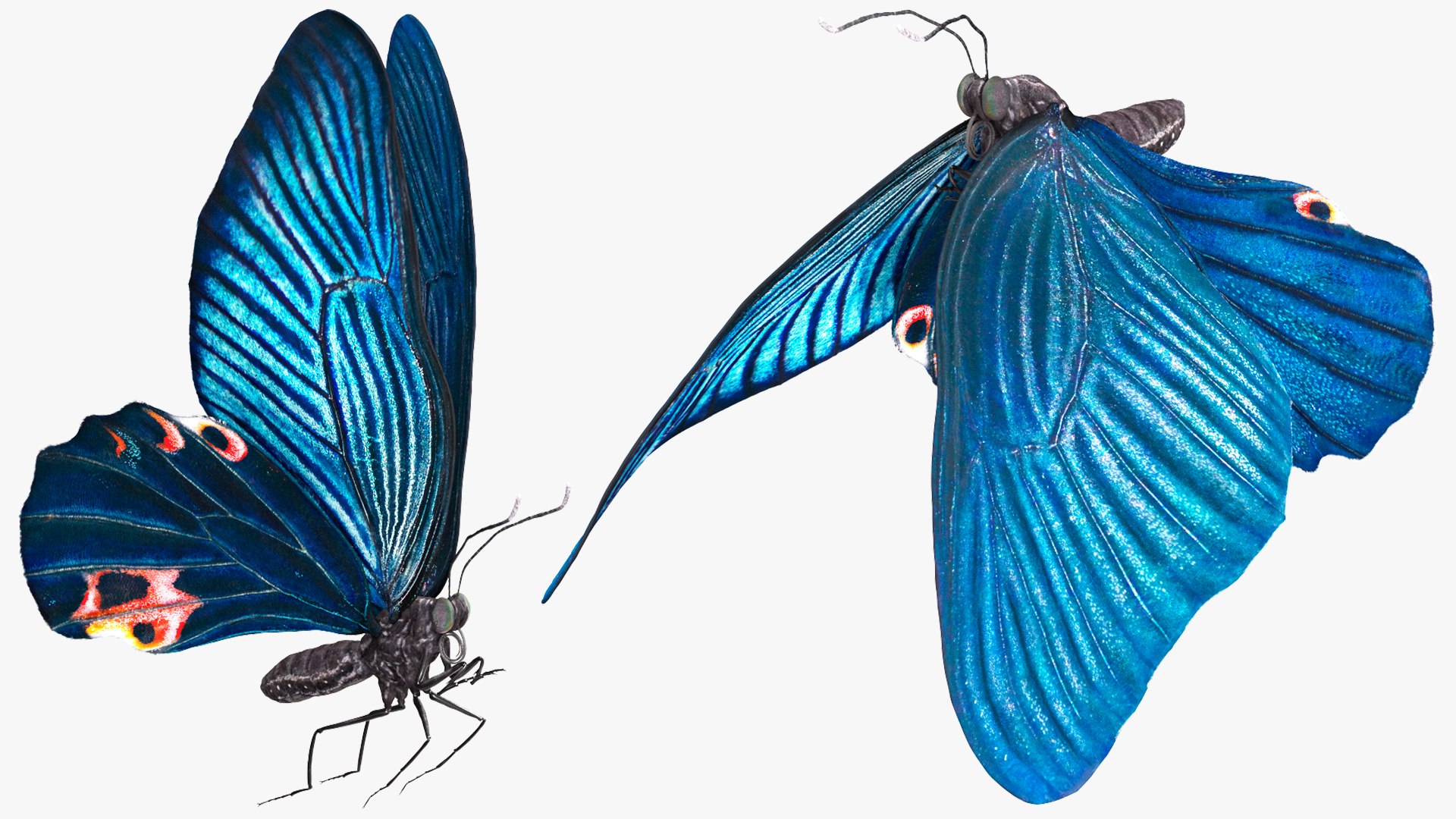 3D Animated Papilio Butterfly Flapping Wings Rigged for Cinema 4D model ...