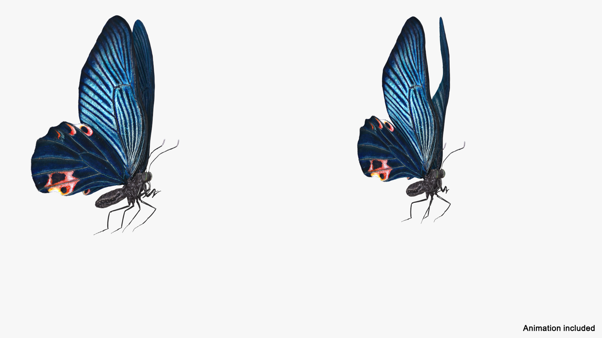 3D Animated Papilio Butterfly Flapping Wings Rigged For Cinema 4D Model ...