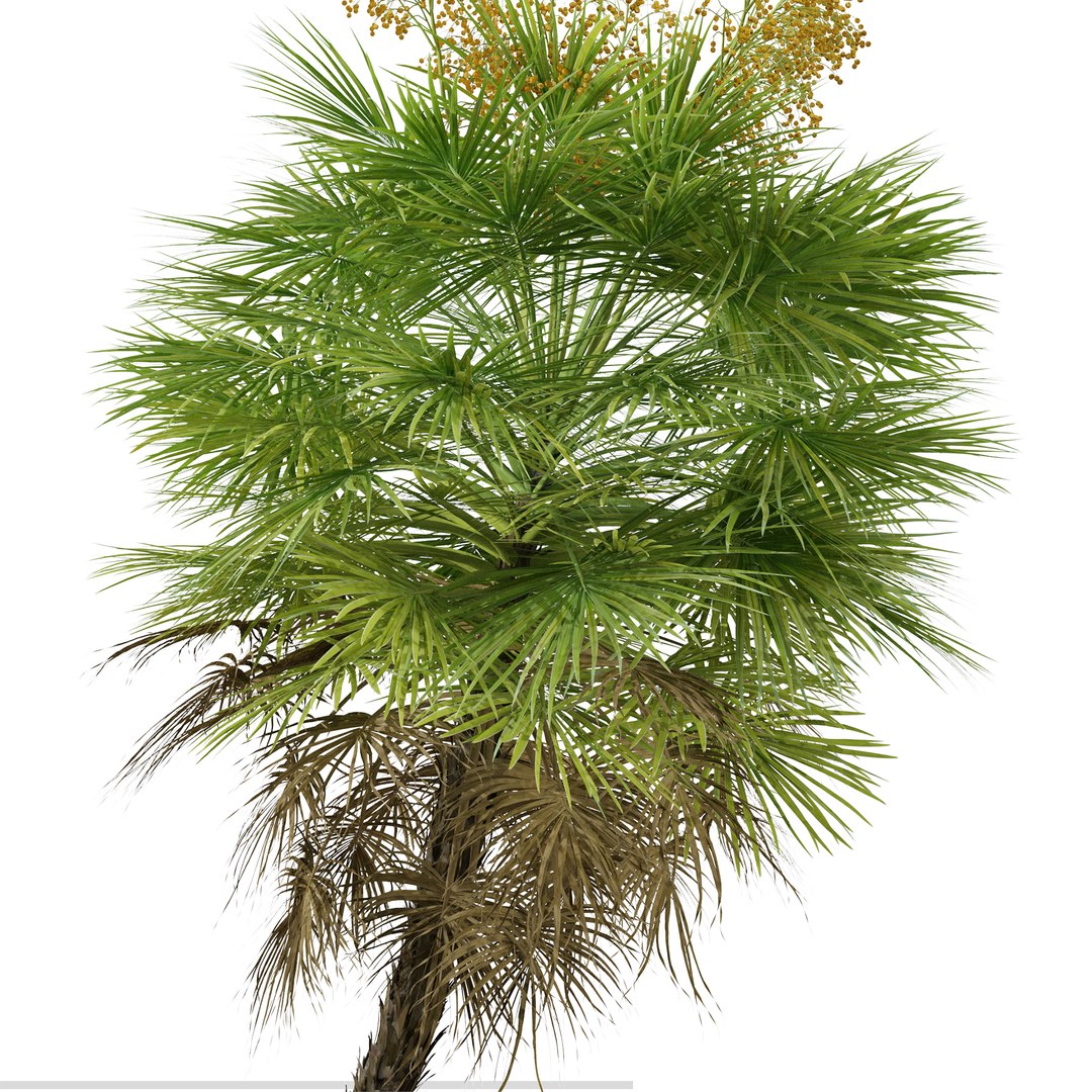 3D Set Of Everglades Palm Or Acoelorrhaphe Tree - 2 Trees - TurboSquid ...