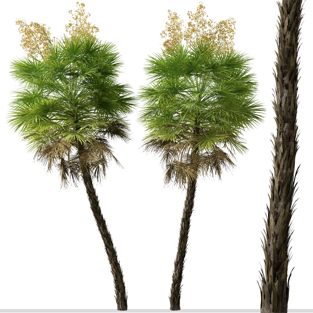 3D Set Of Everglades Palm Or Acoelorrhaphe Tree - 2 Trees - TurboSquid ...