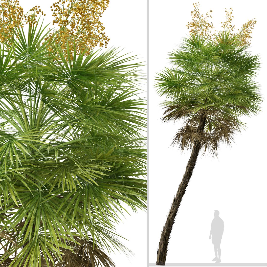 3D Set Of Everglades Palm Or Acoelorrhaphe Tree - 2 Trees - TurboSquid ...