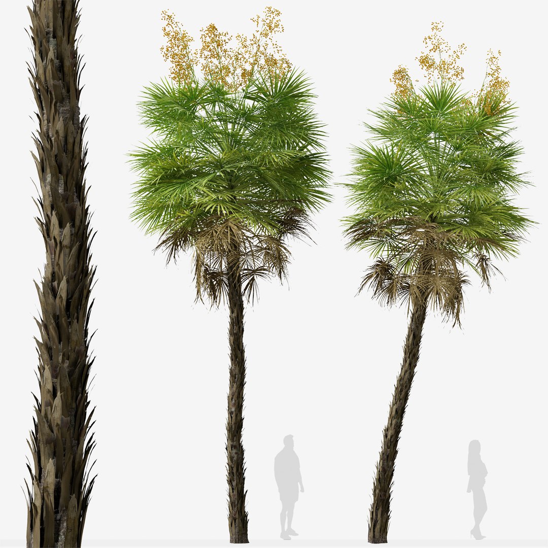 3D Set Of Everglades Palm Or Acoelorrhaphe Tree - 2 Trees - TurboSquid ...