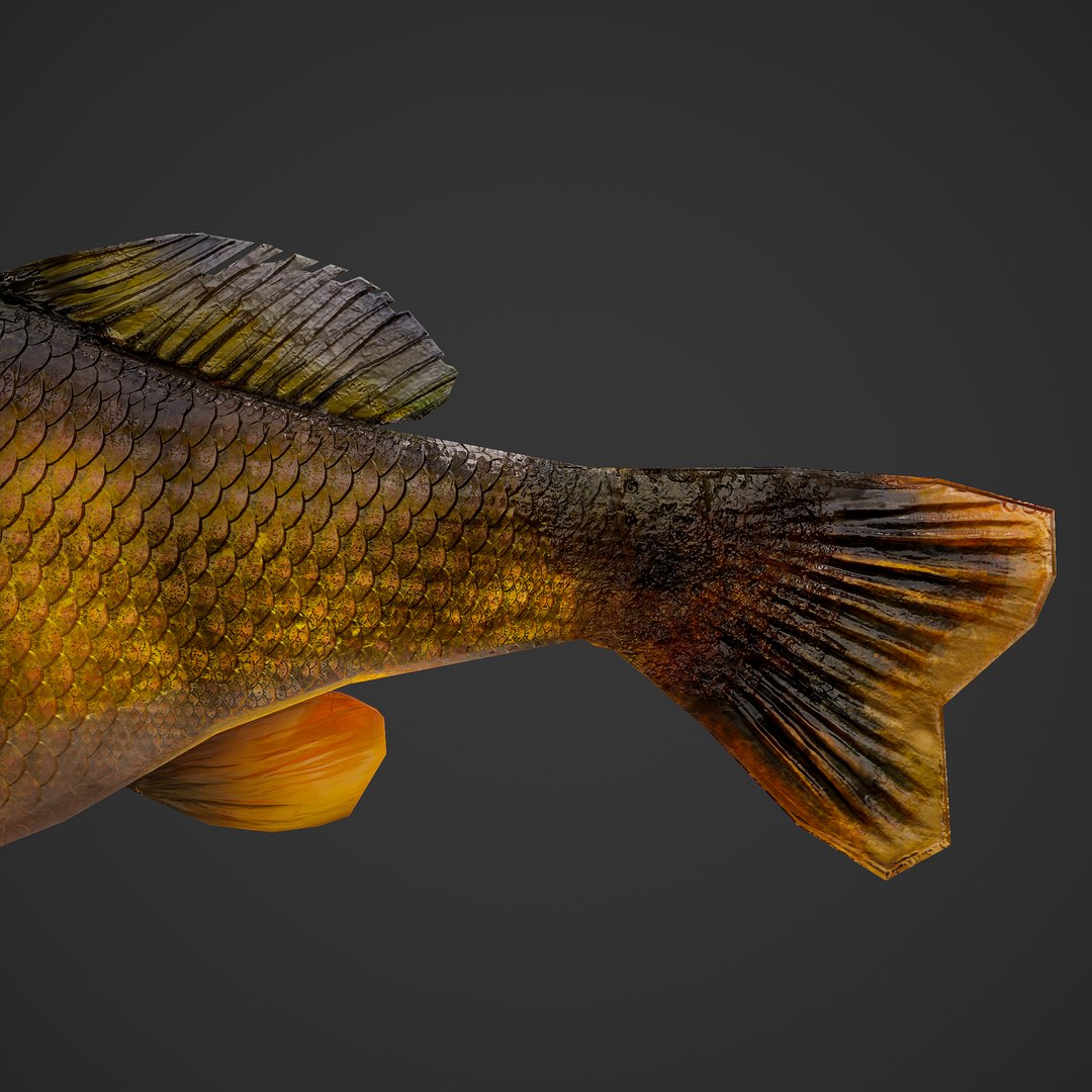 3D Perch Scaled Model - TurboSquid 1605103