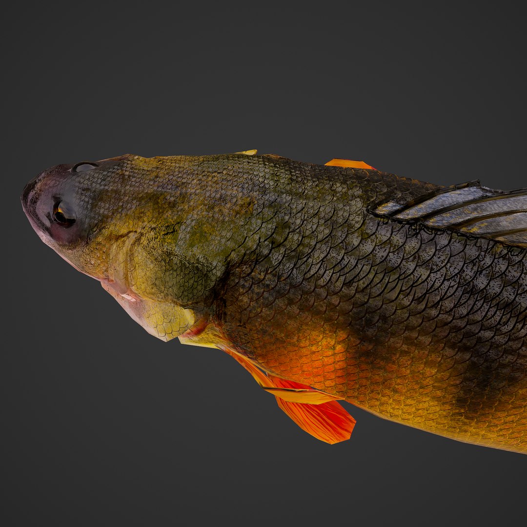 3D Perch Scaled Model - TurboSquid 1605103