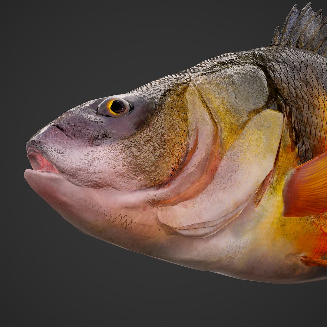 3D Perch Scaled Model - TurboSquid 1605103