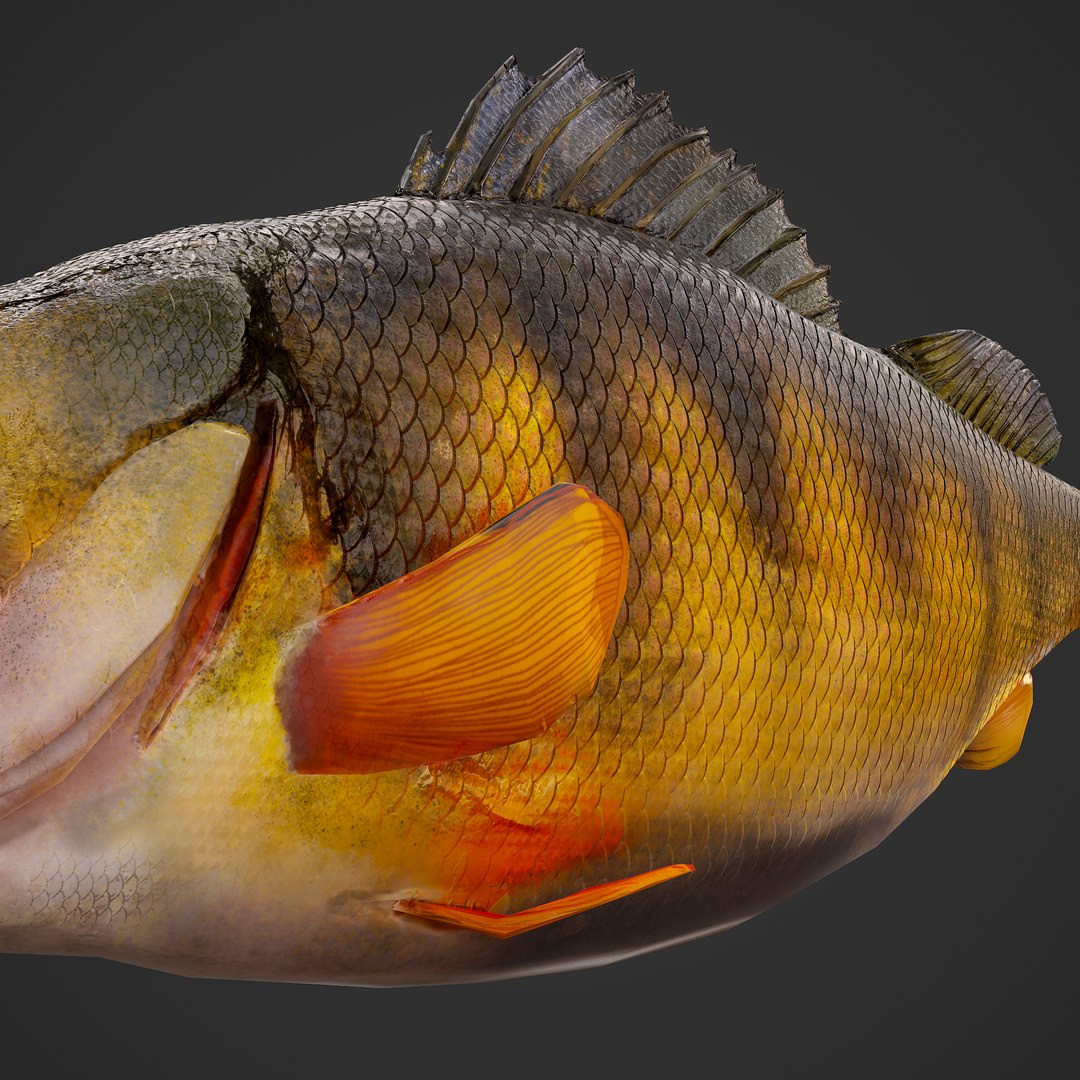 3D Perch Scaled Model - TurboSquid 1605103