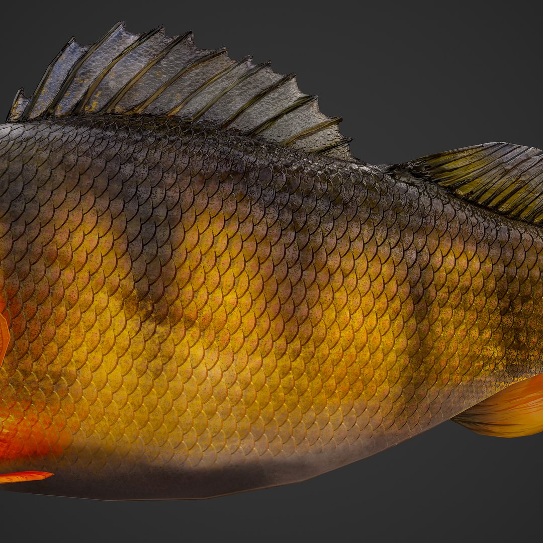 3D Perch Scaled Model - TurboSquid 1605103