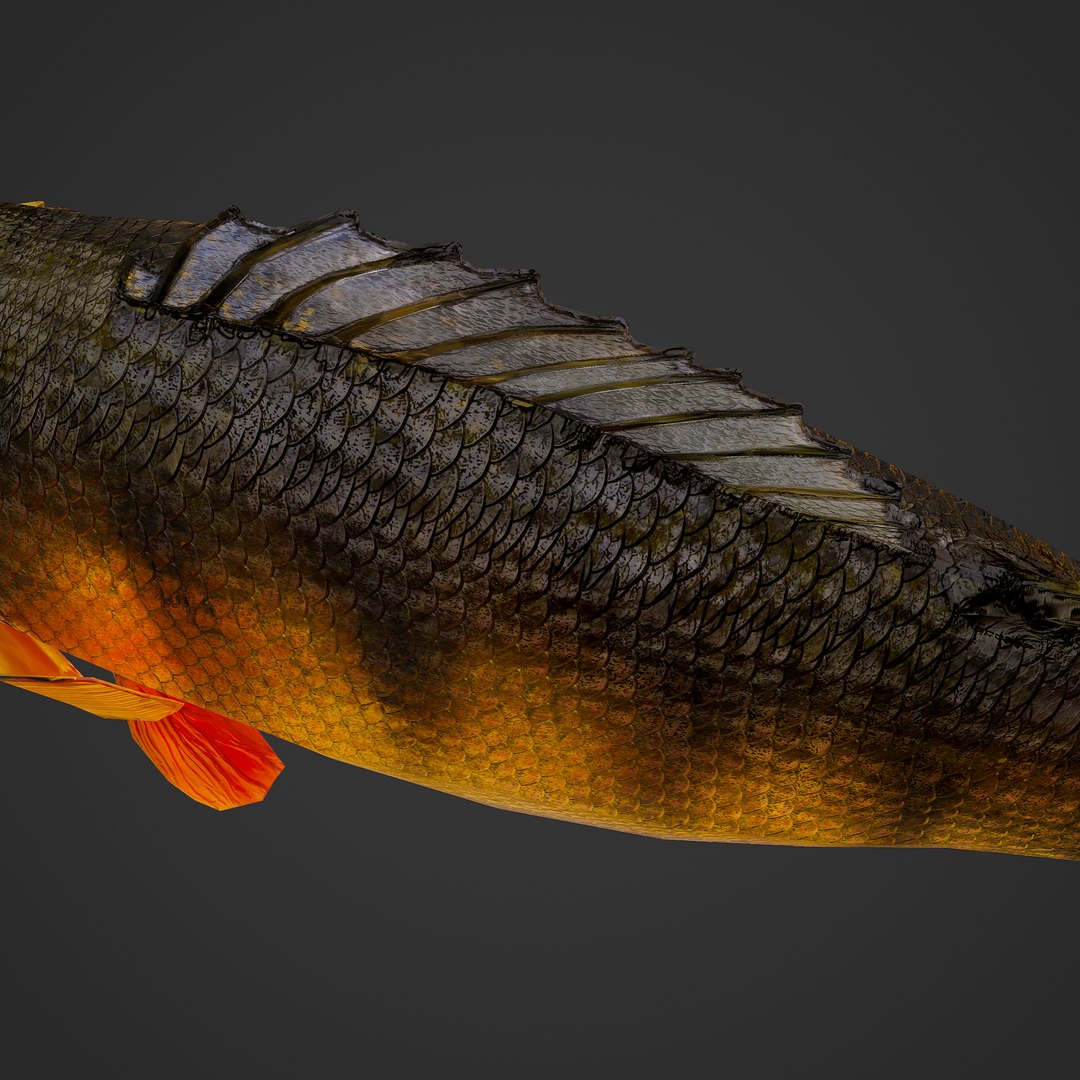 3D Perch Scaled Model - TurboSquid 1605103