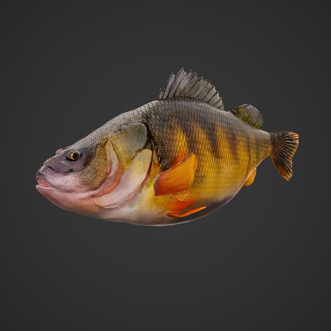 3D Perch Scaled Model - TurboSquid 1605103
