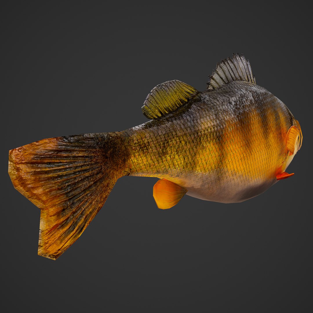 3D Perch Scaled Model - TurboSquid 1605103