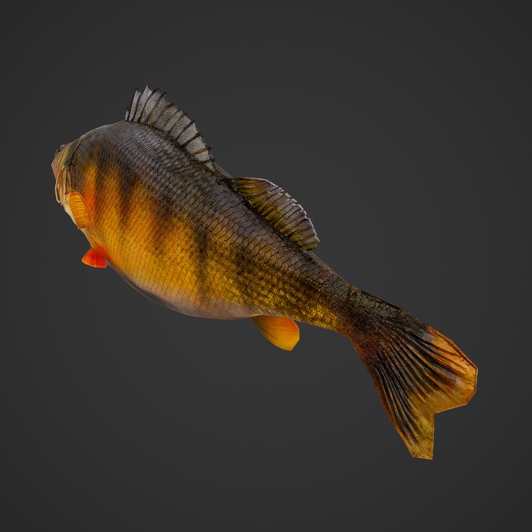 3D Perch Scaled Model - TurboSquid 1605103