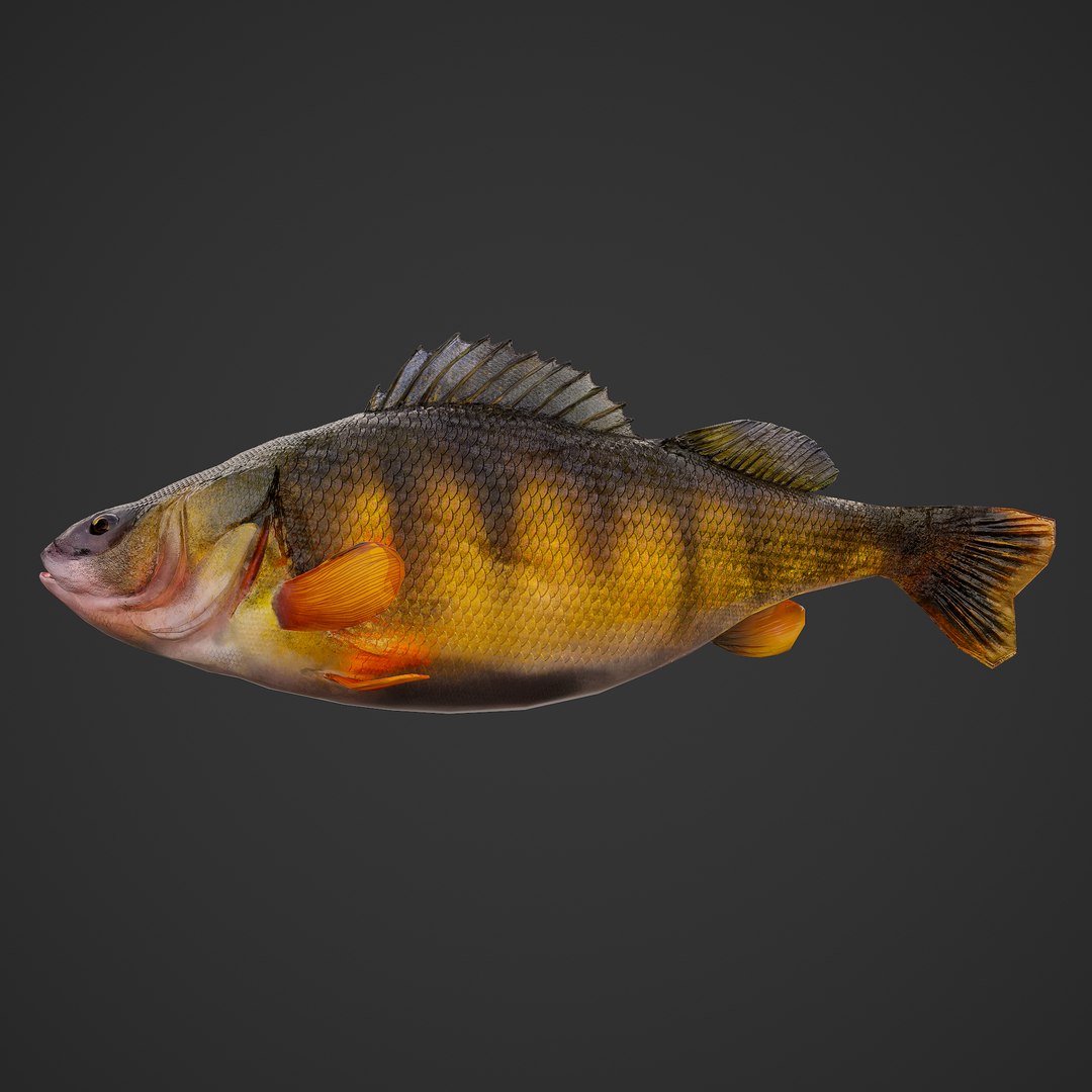 3D Perch Scaled Model - TurboSquid 1605103