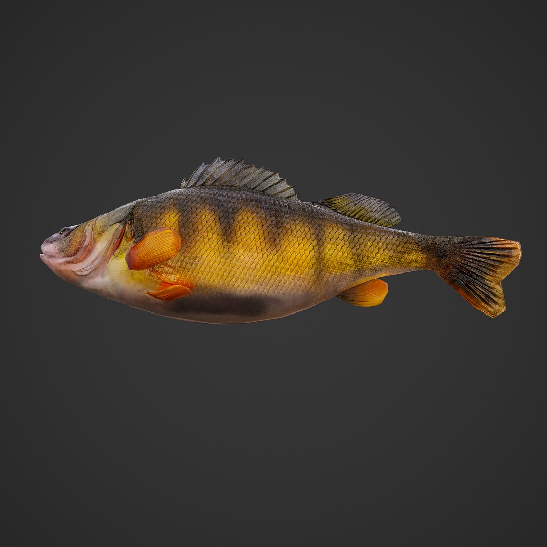 3D Perch Scaled Model - TurboSquid 1605103