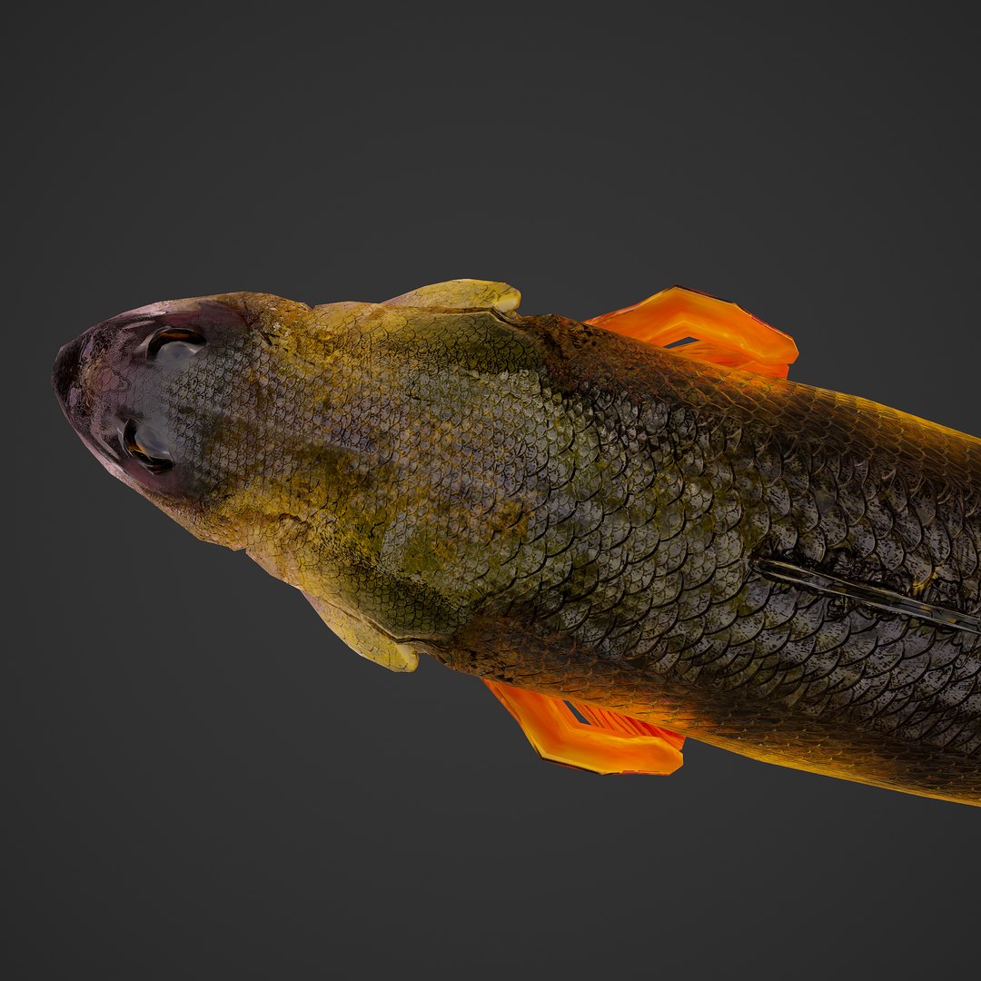 3D Perch Scaled Model - TurboSquid 1605103